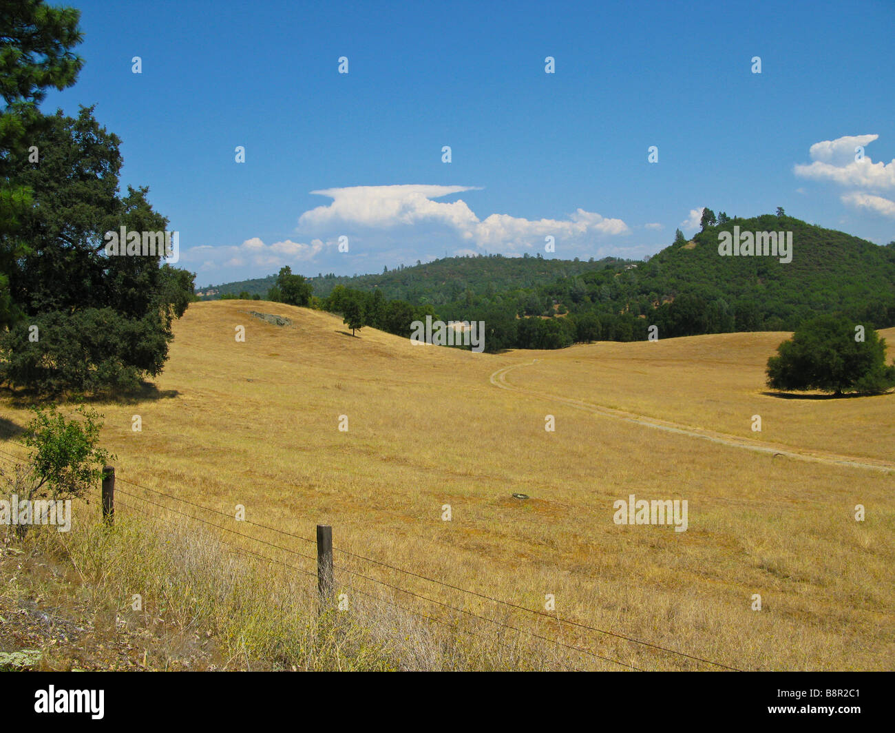 The California Sierra Nevada foothills with oak trees and pasture land ...