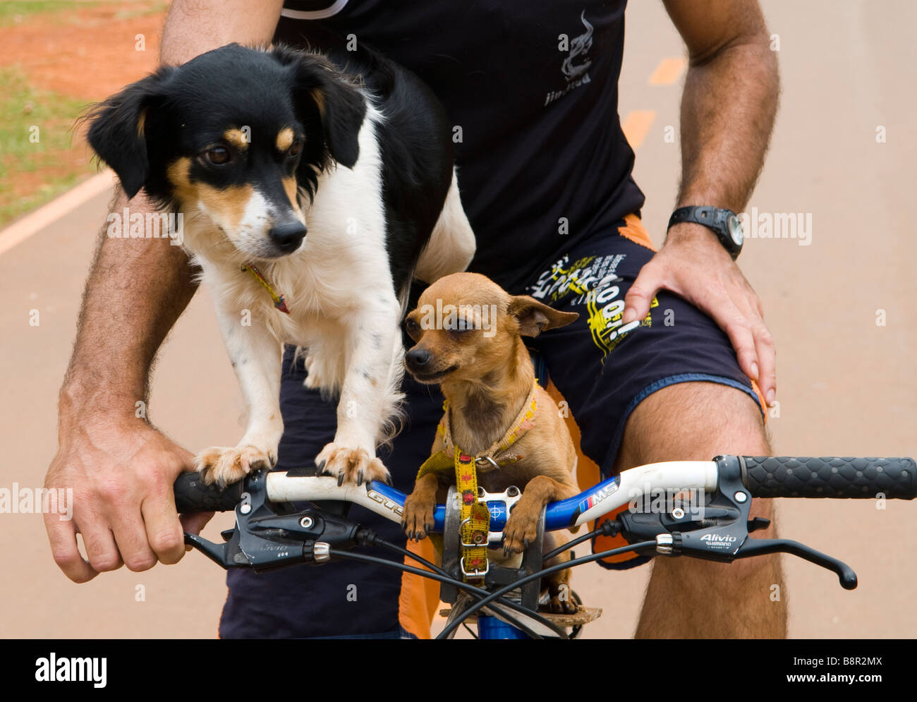 Taking his pets for a ride in Brasilia's main park Stock Photo - Alamy