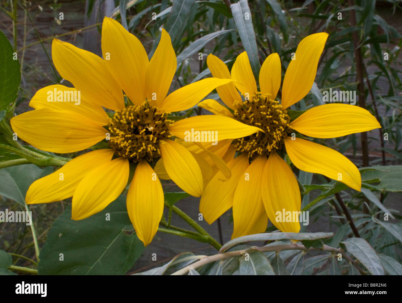 A pair of sunflowers Stock Photo - Alamy