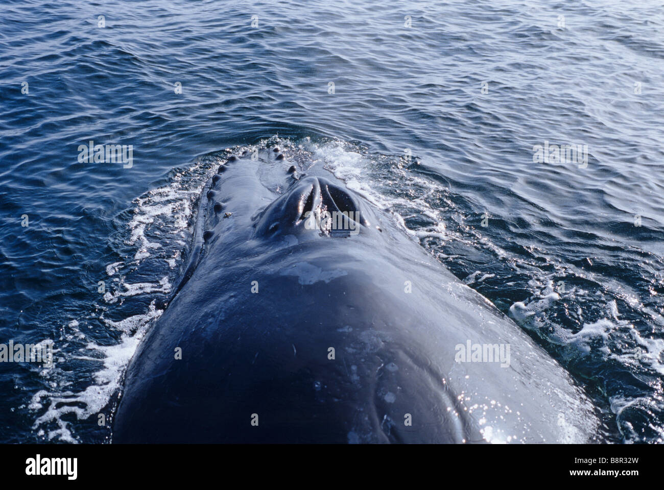 Humpback whale nose hi-res stock photography and images - Alamy