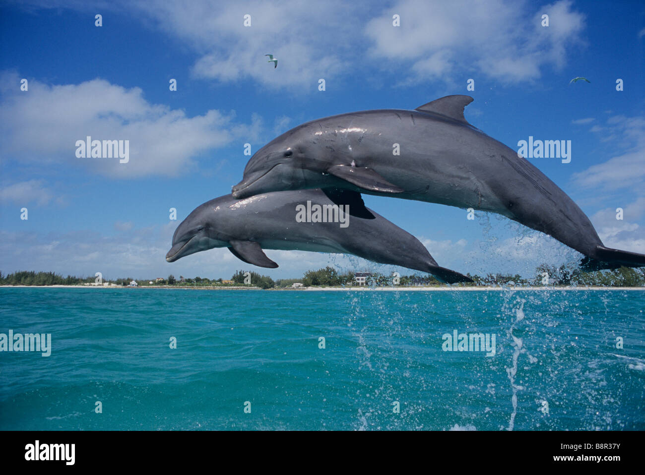 Grand bahama dolphin hi-res stock photography and images - Alamy