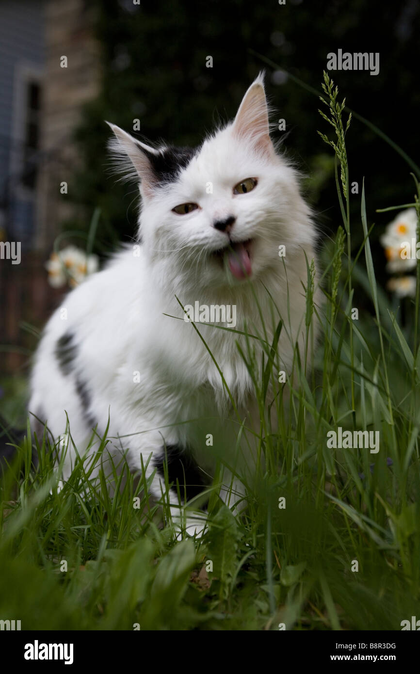 Eating house cat hi-res stock photography and images - Alamy