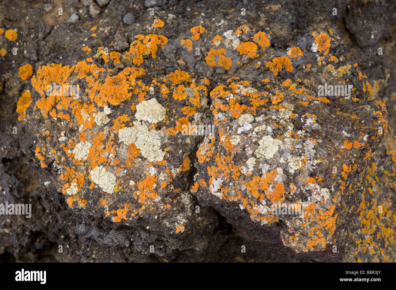 Litchen Growing On Rock Lake Myvatn Iceland Stock Photo - Alamy