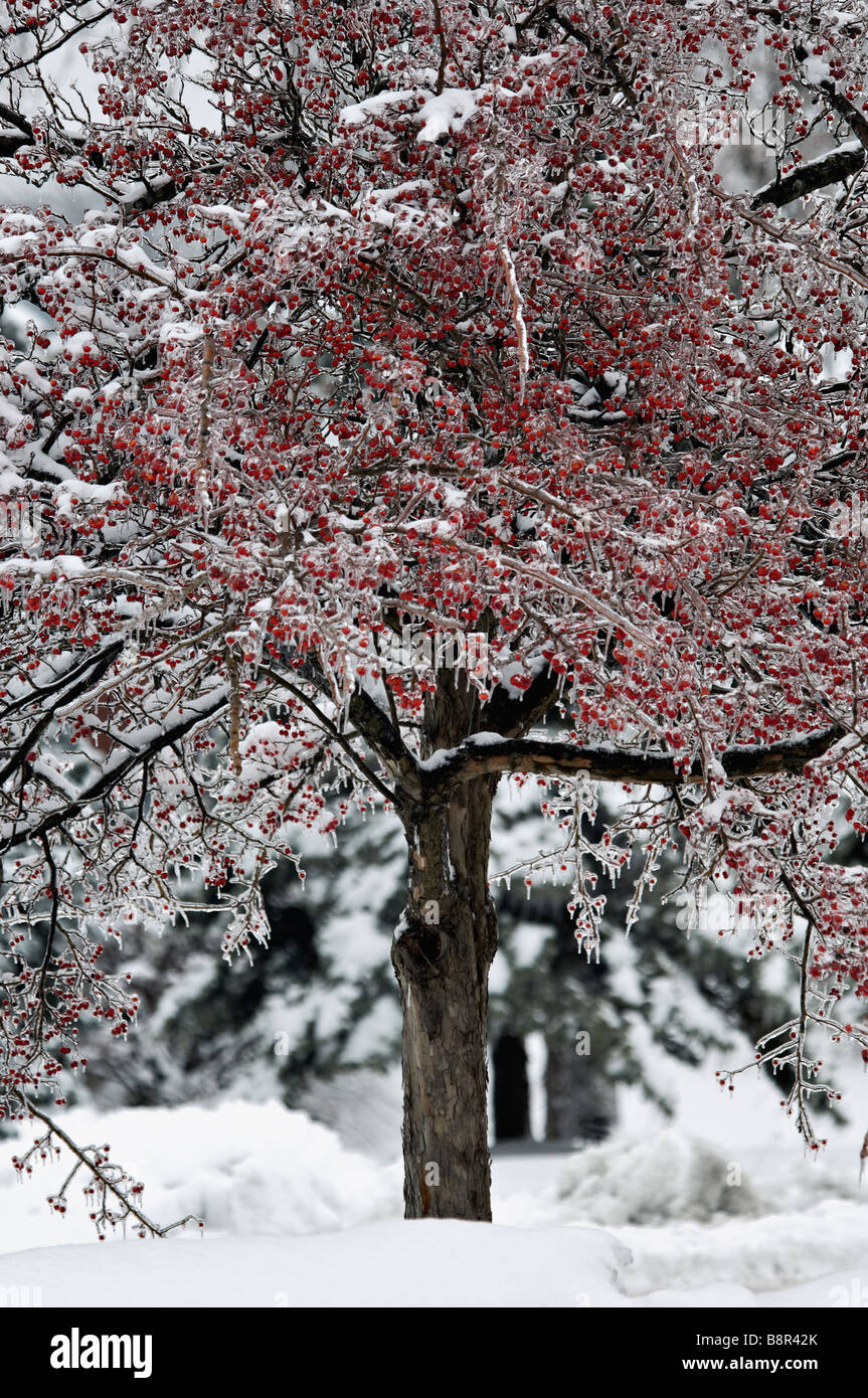 Crabapple Tree Winter