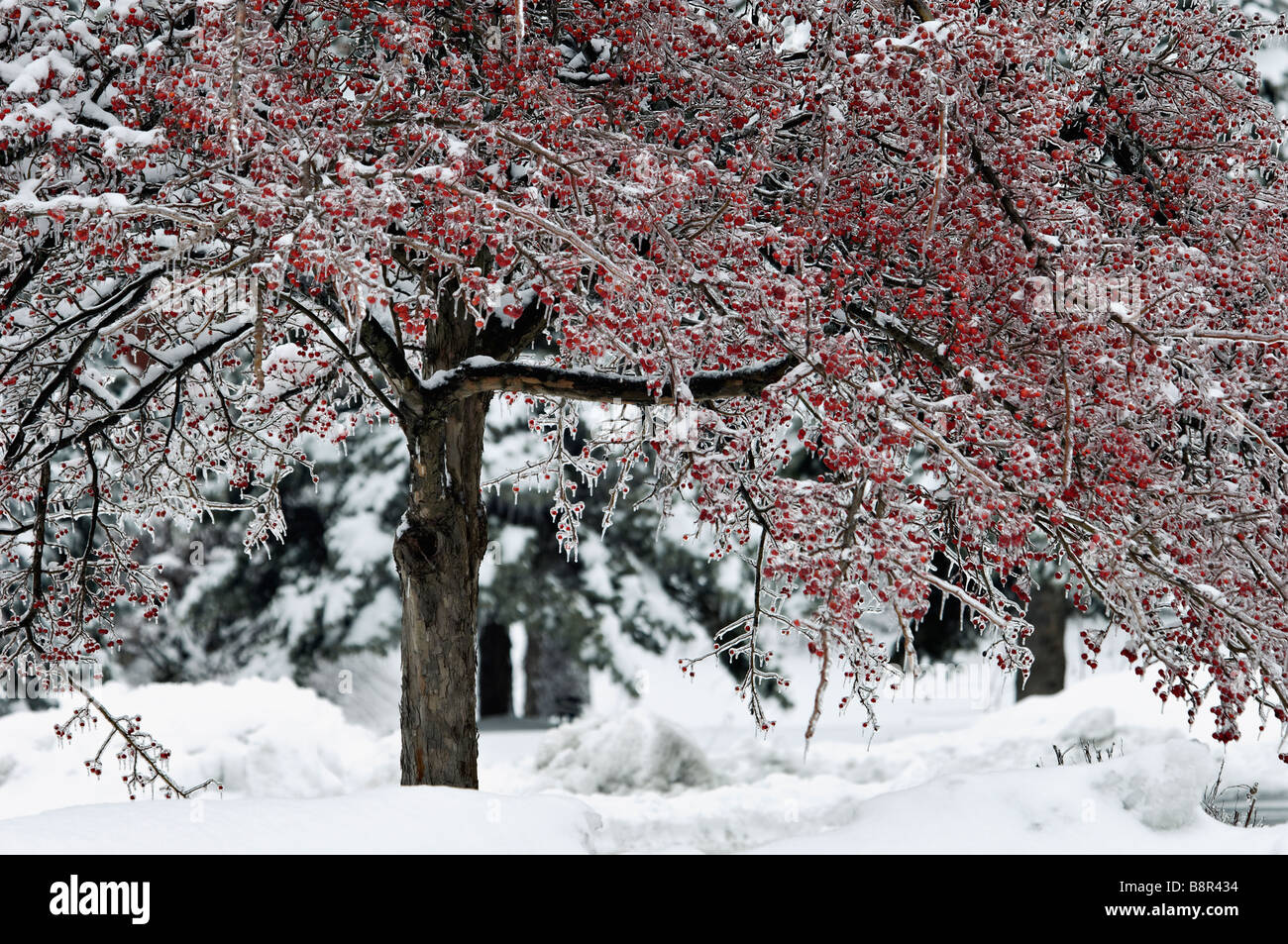 Ice Coated Crabapple Tree with Red Berries in the Snow Jefferson County ...