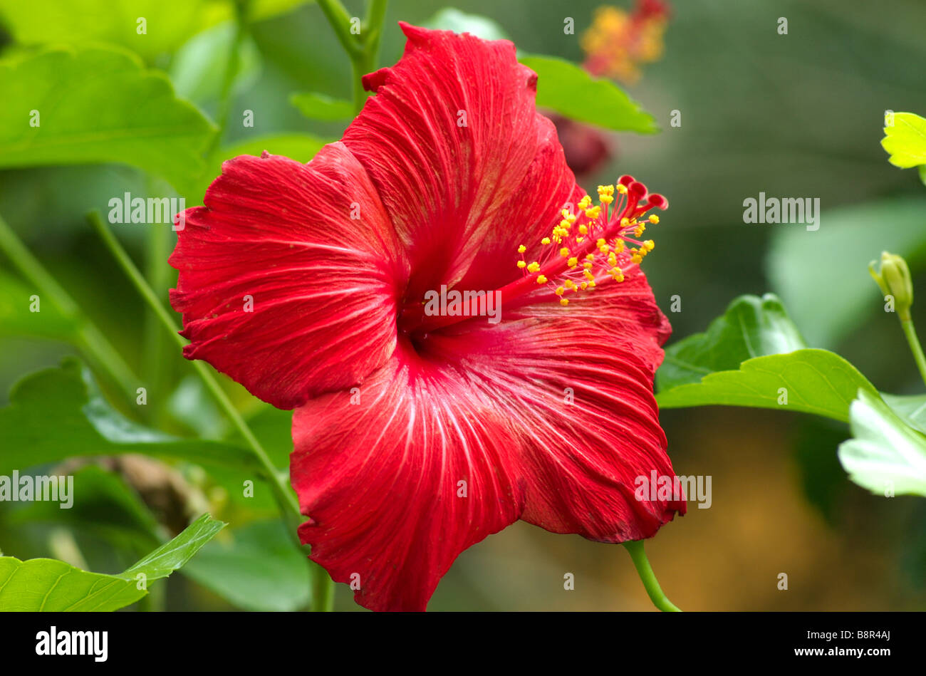 A Red Habiscus flower at the Bogota Botanial Garden, Bogota, Colombia ...