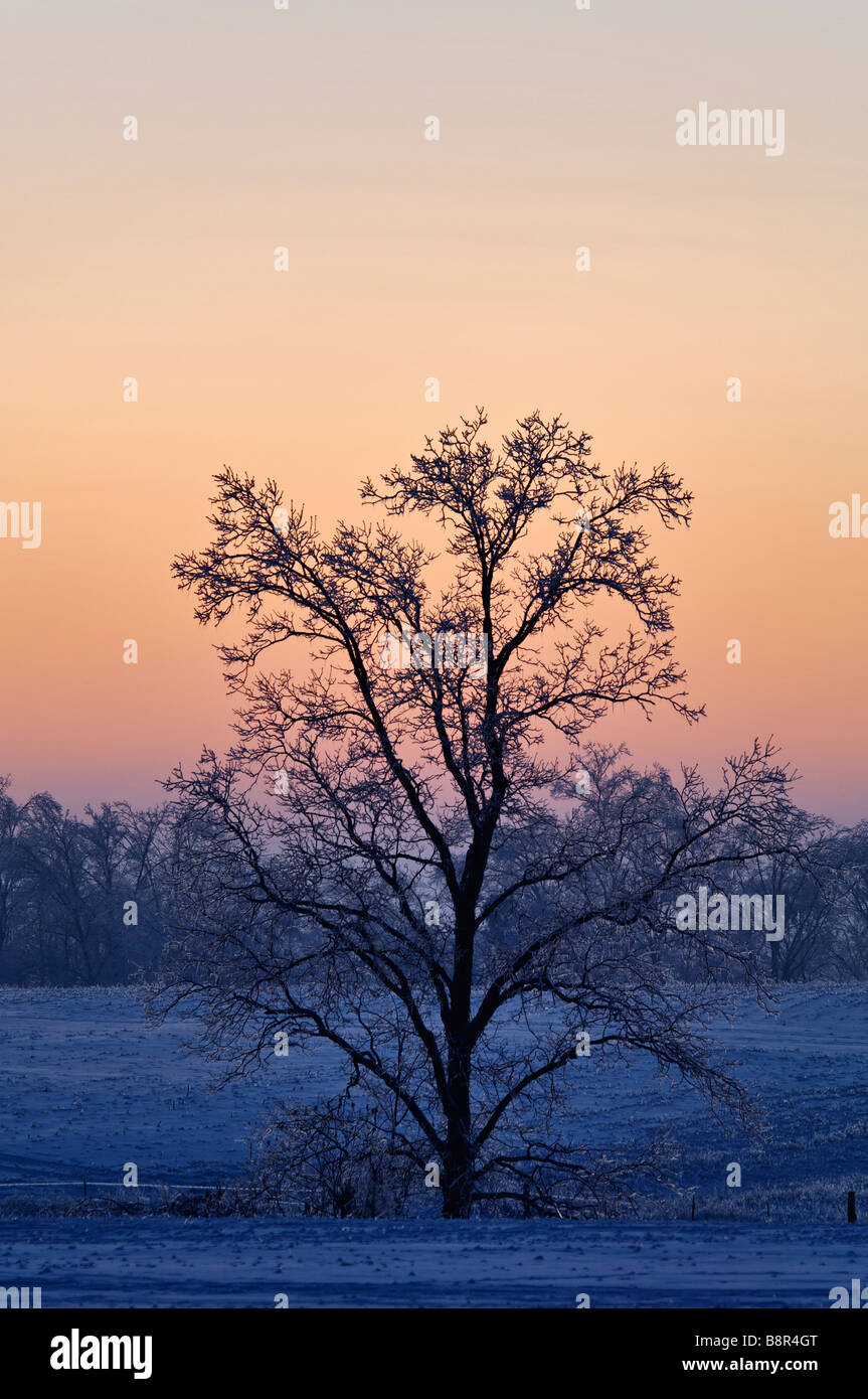 Field sunset tree farm hi-res stock photography and images - Alamy