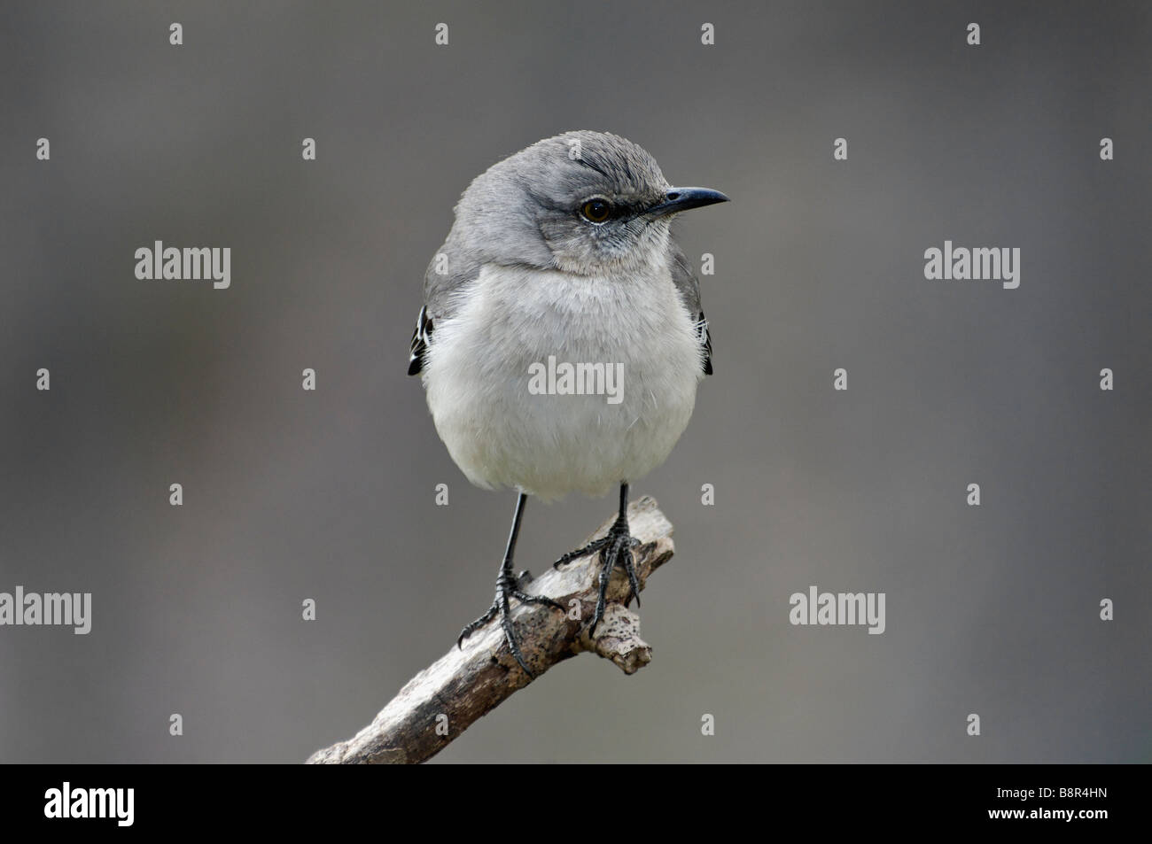 Mimidae hi-res stock photography and images - Alamy