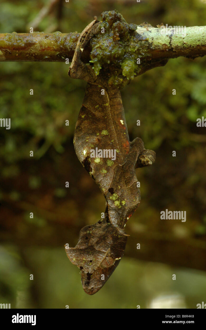 Adult Fantastic Leaf-tailed Gecko (Uroplatus phantasticus) hanging from ...