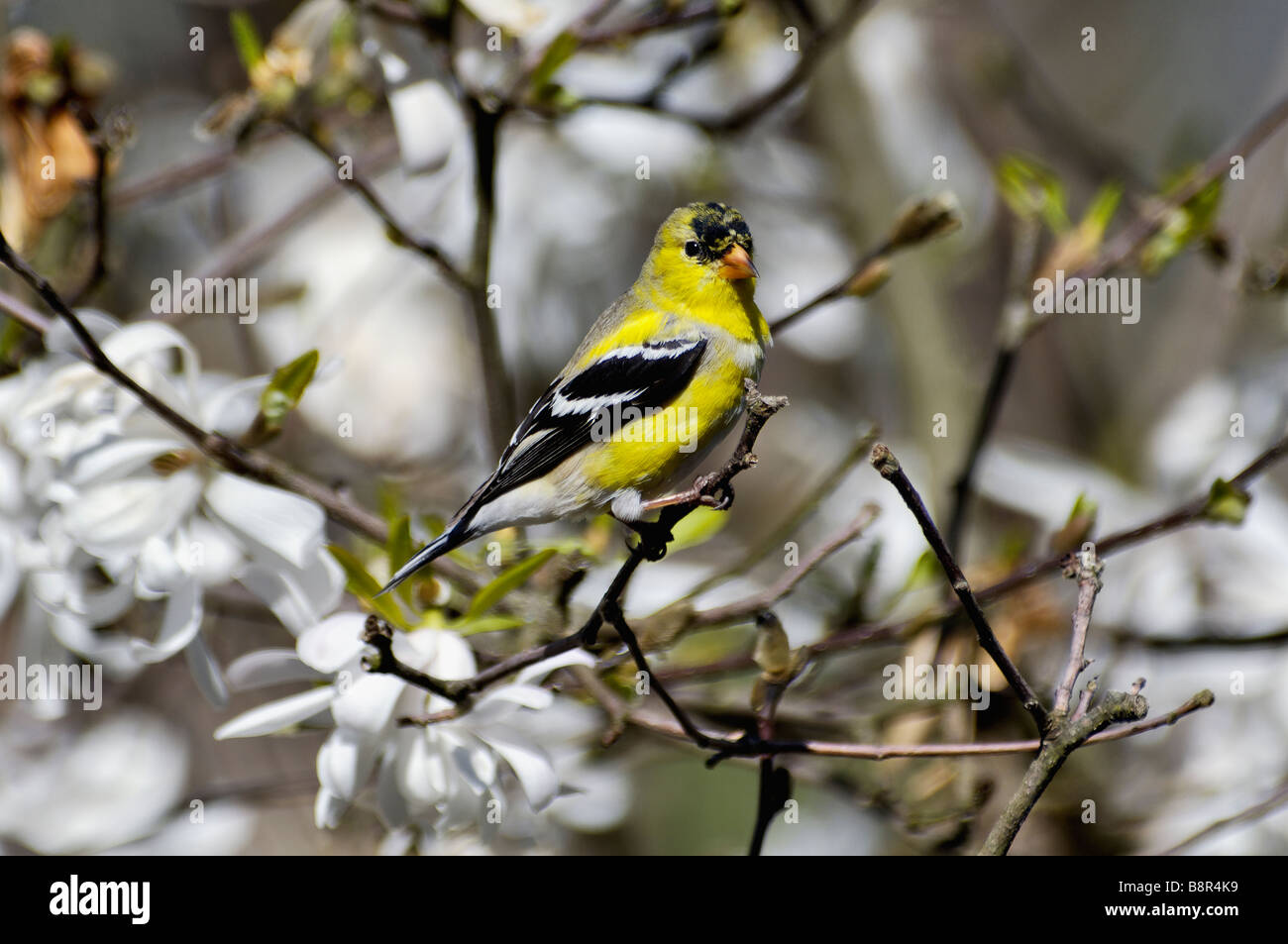 American Goldfinch Perched in Blooming Star Magnolia Bush Stock Photo ...
