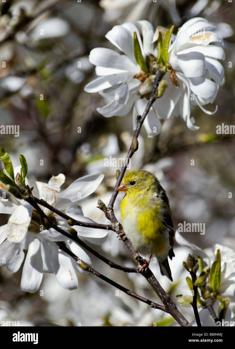 North american bird in blossoms hi-res stock photography and images - Alamy