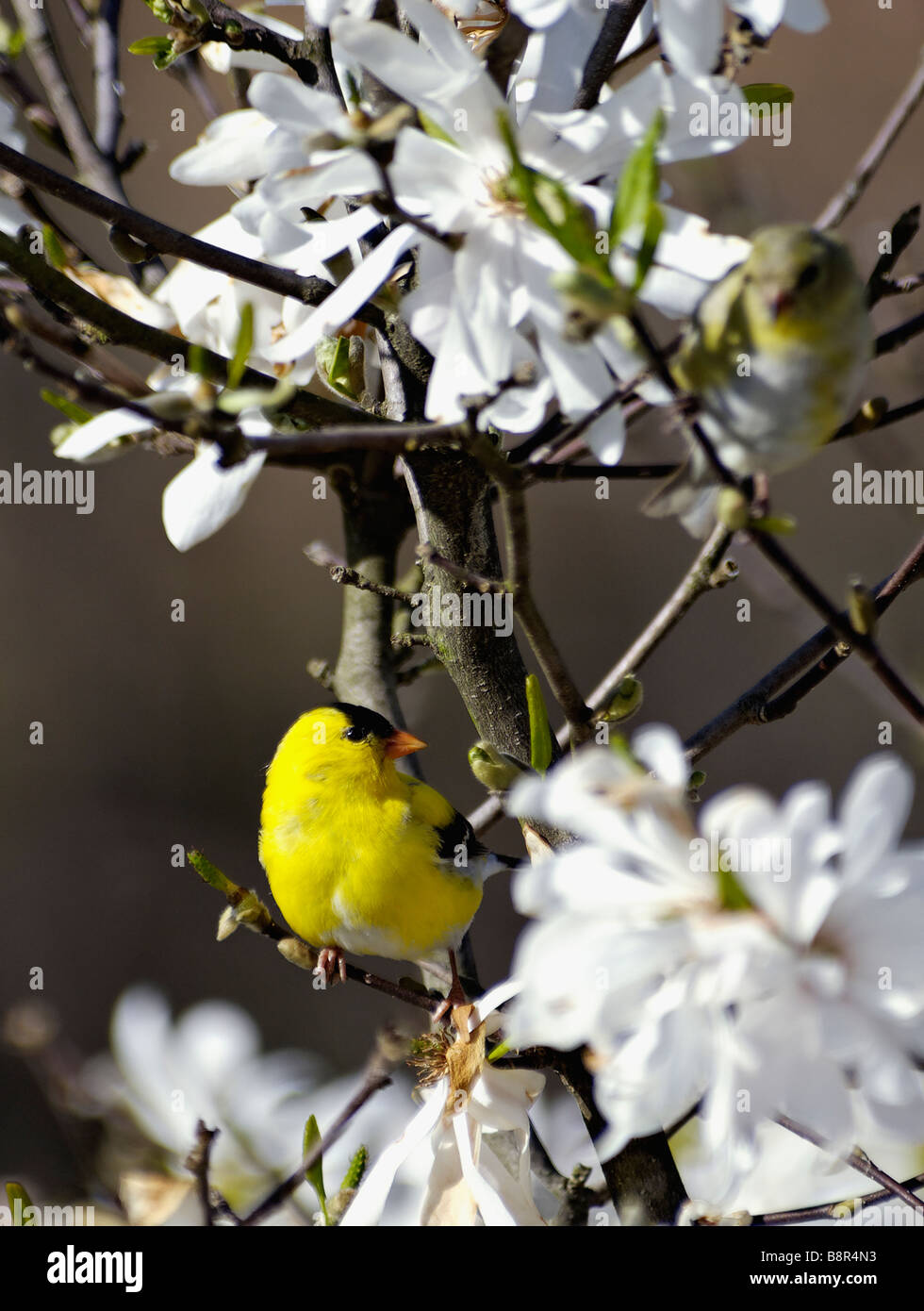 North american bird in blossoms hi-res stock photography and images - Alamy