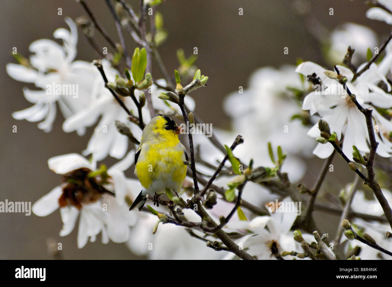 North american bird in blossoms hi-res stock photography and images - Alamy