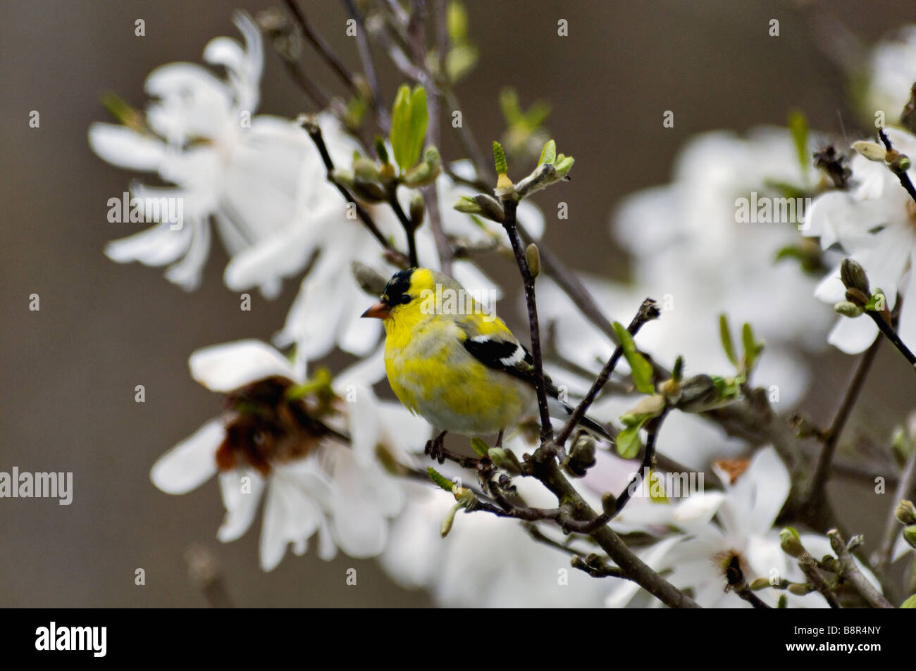North american bird in blossoms hi-res stock photography and images - Alamy