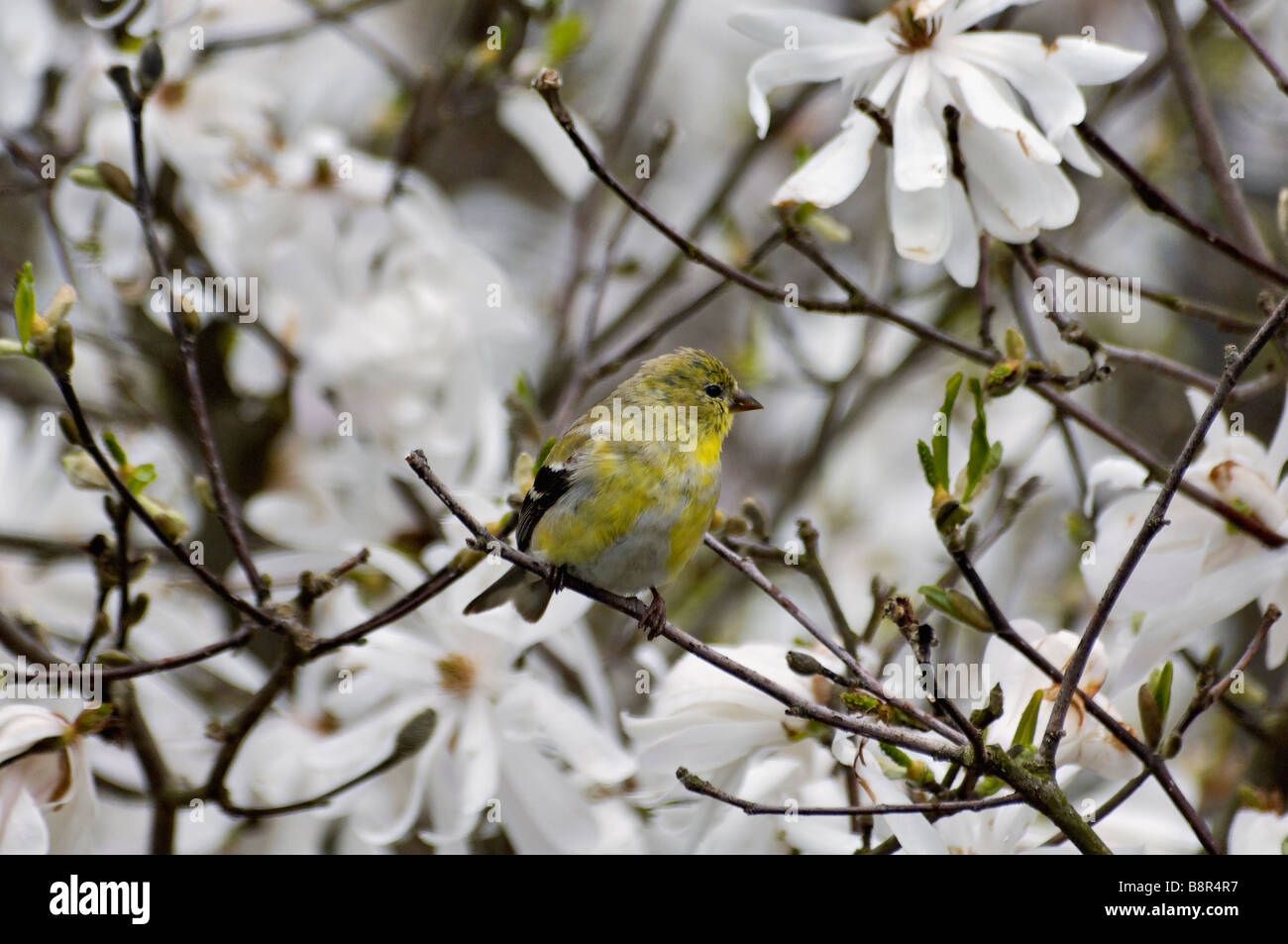 American Goldfinch Perched in Blooming Star Magnolia Bush Stock Photo ...