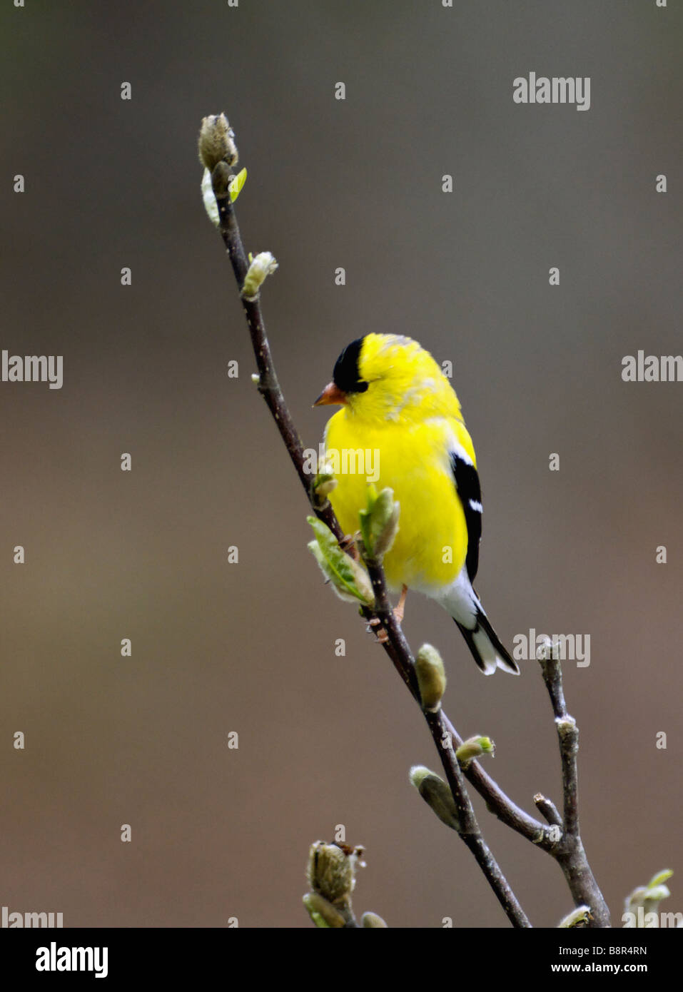 American Goldfinch Perched in Branch of Star Magnolia Bush Stock Photo ...