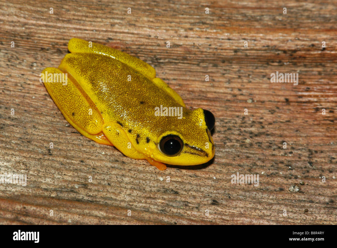 Madagascar Reed Frog (Heterixalus madagascariensis) on dry palm leaf in ...