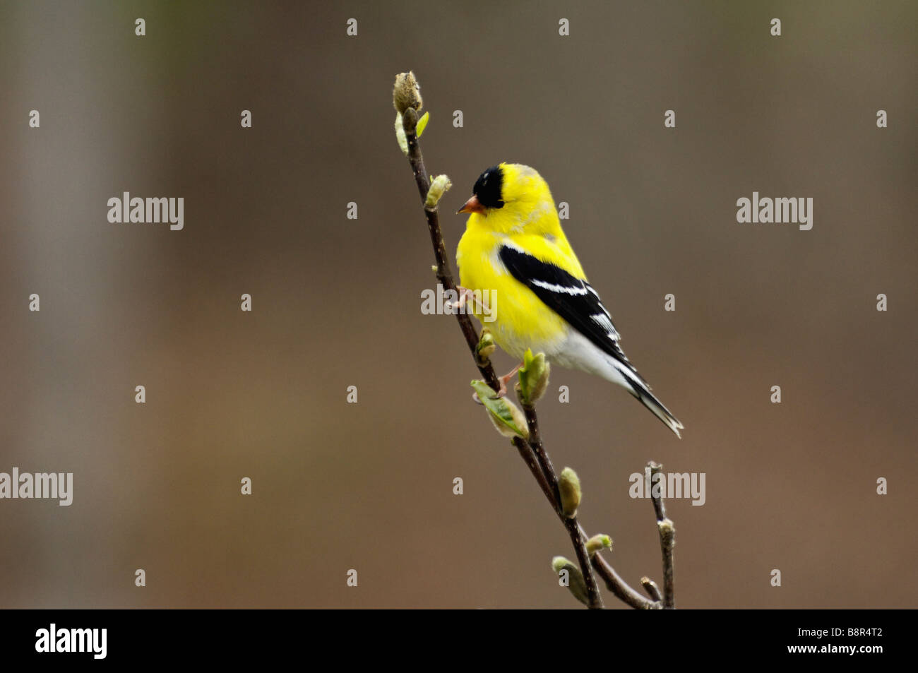 American Goldfinch Perched in Branch of Star Magnolia Bush Stock Photo ...