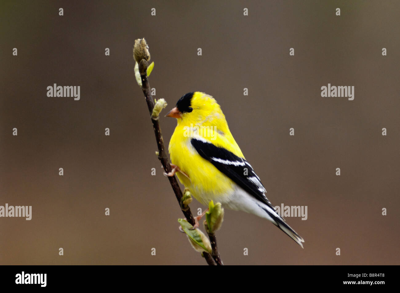 Magnolia goldfinch hi-res stock photography and images - Alamy