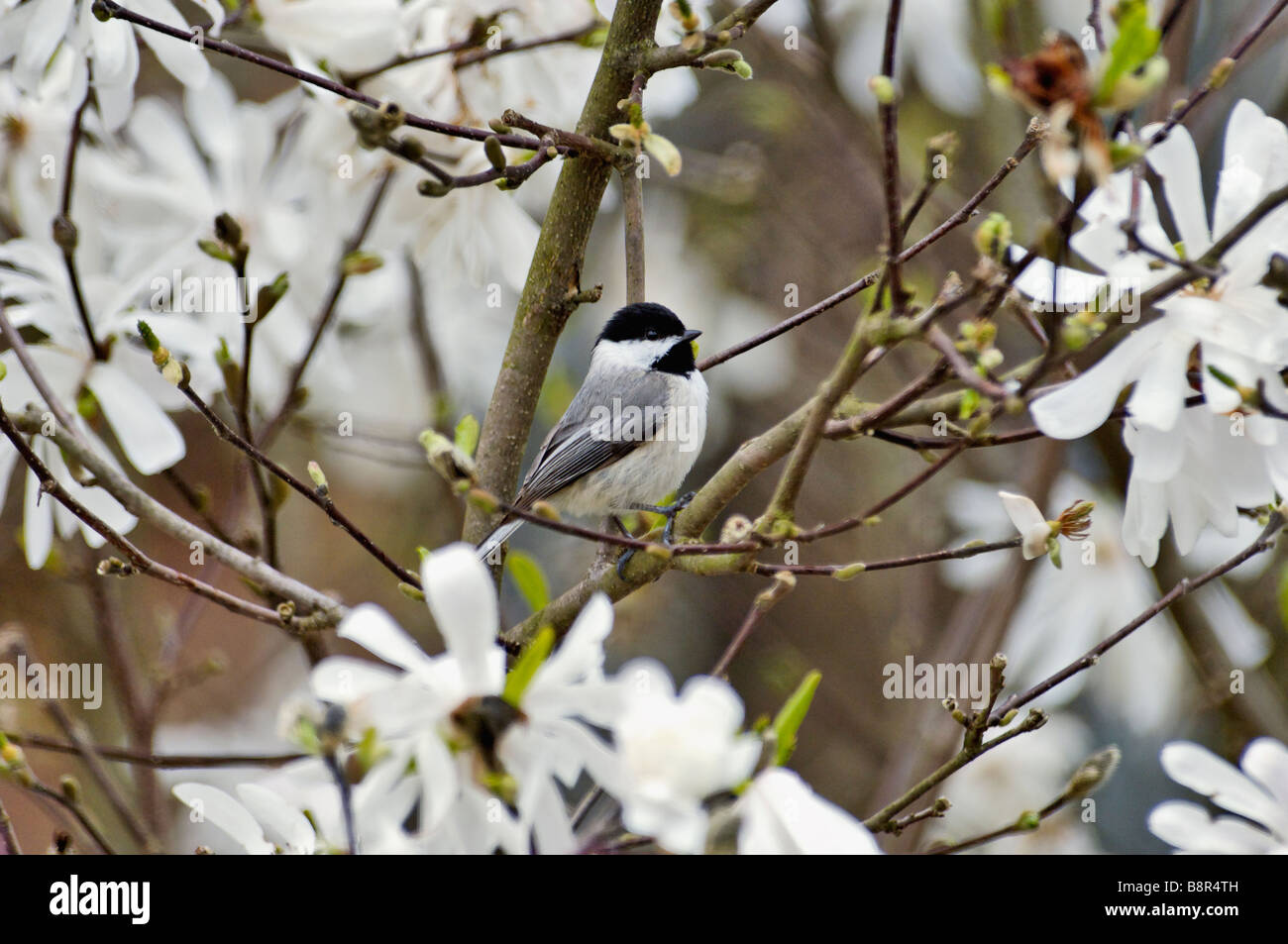 Bird chickadee flower hi-res stock photography and images - Alamy
