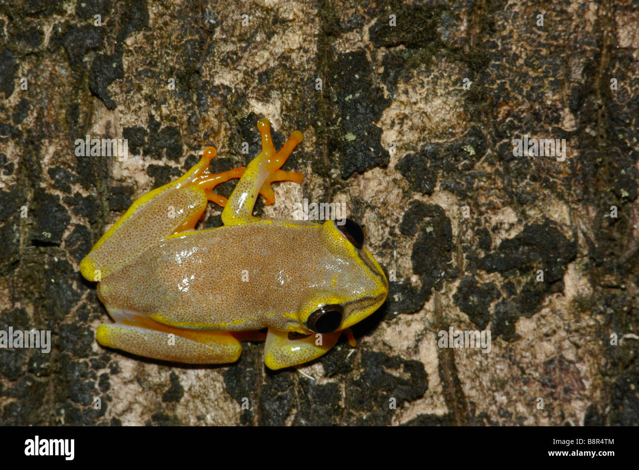 Madagascar Reed Frog (Heterixalus madagascariensis) on tree trunk in ...