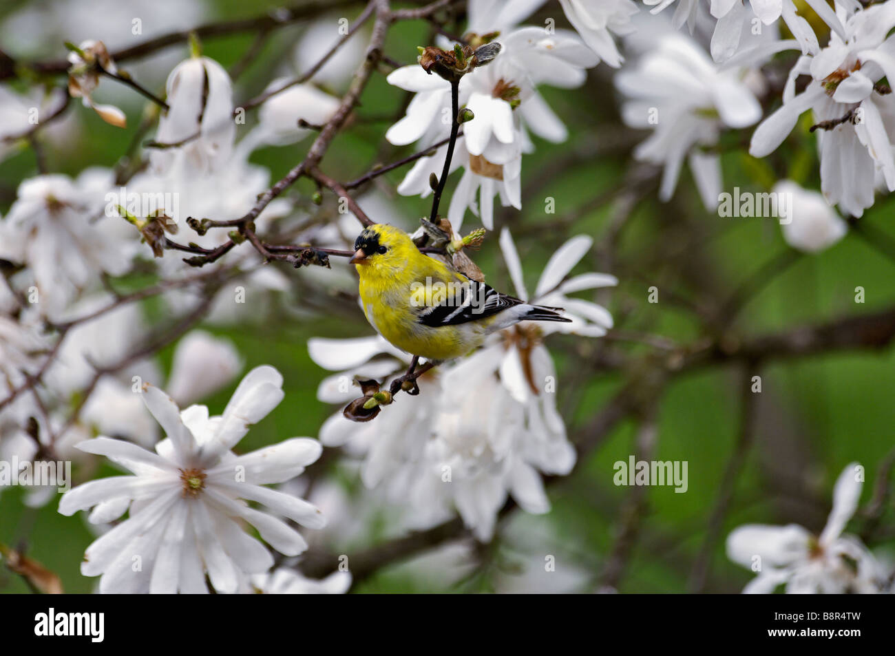 American Goldfinch Perched in Branch of Star Magnolia Bush Stock Photo ...