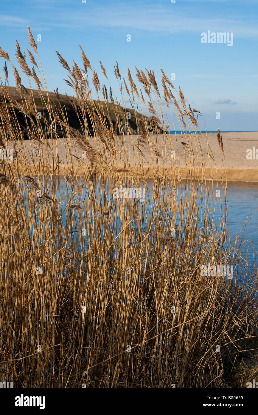 Golden colour reeds hi-res stock photography and images - Alamy