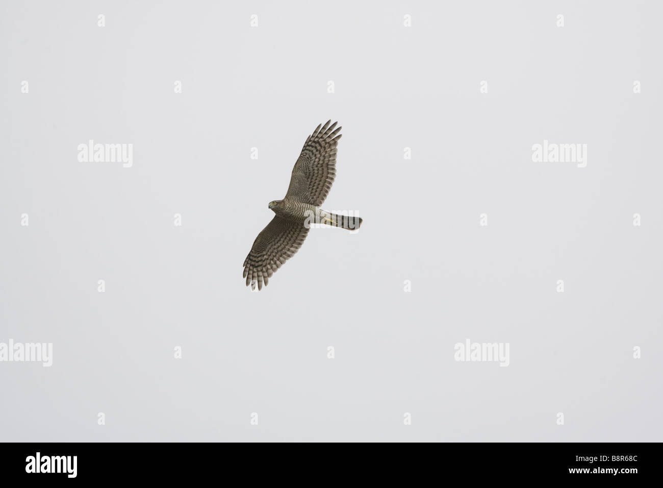 Sparrowhawk in flight hunting Stock Photo - Alamy