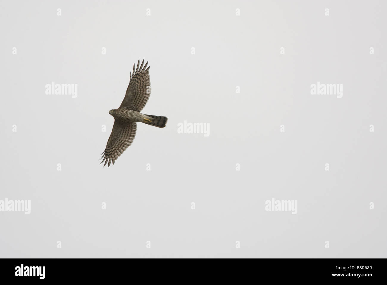 Sparrowhawk in flight hunting Stock Photo - Alamy