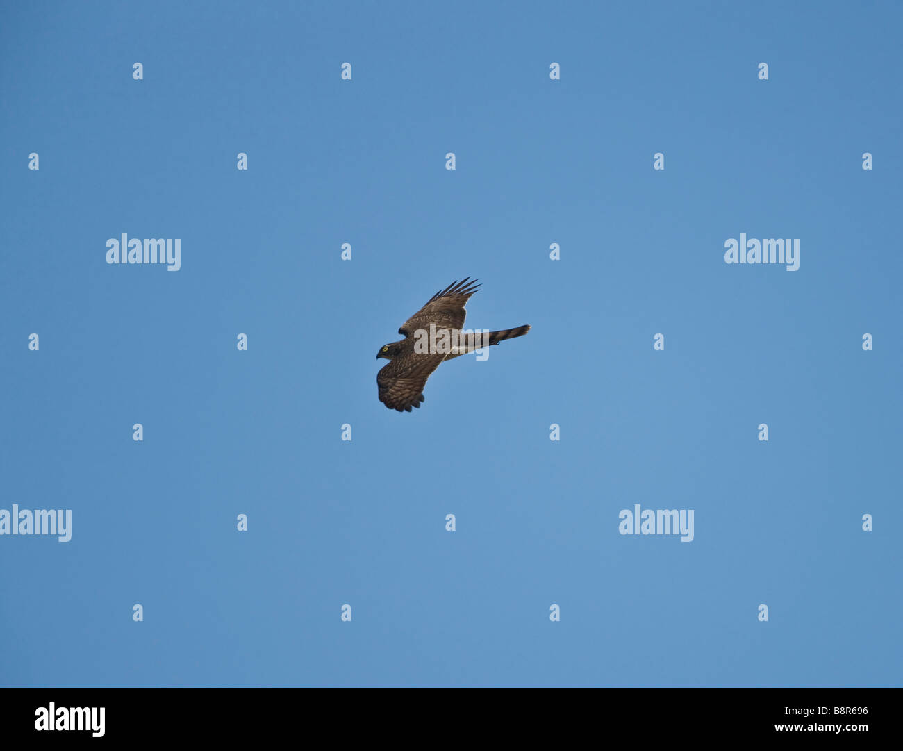 Sparrowhawk in flight hunting Stock Photo - Alamy