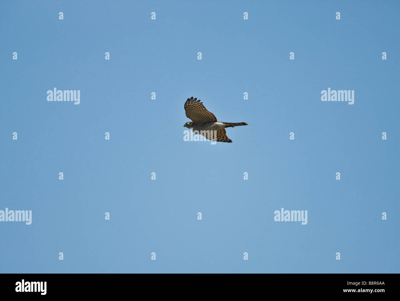 Sparrowhawk in flight hunting Stock Photo - Alamy