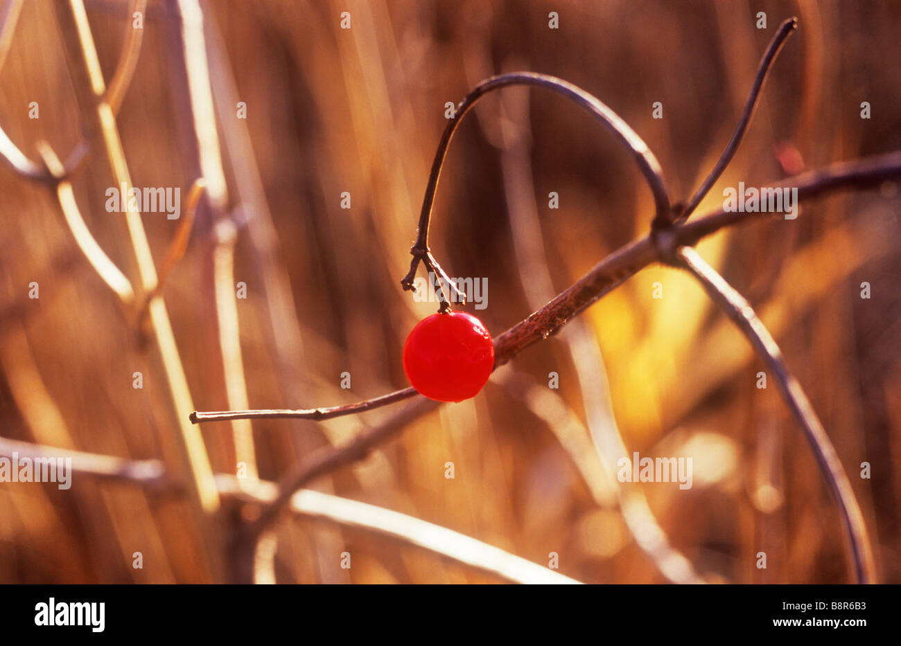 Empty larder hi-res stock photography and images - Alamy