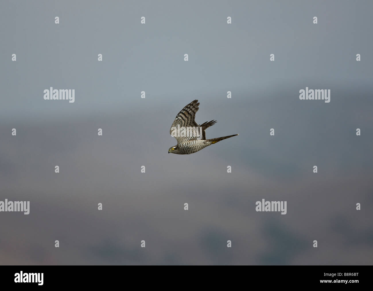Sparrowhawk in flight hunting Stock Photo - Alamy