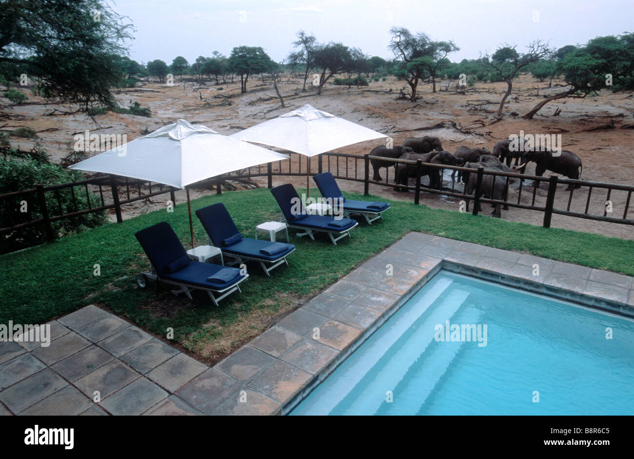 Elephants swimming pool hi-res stock photography and images - Alamy