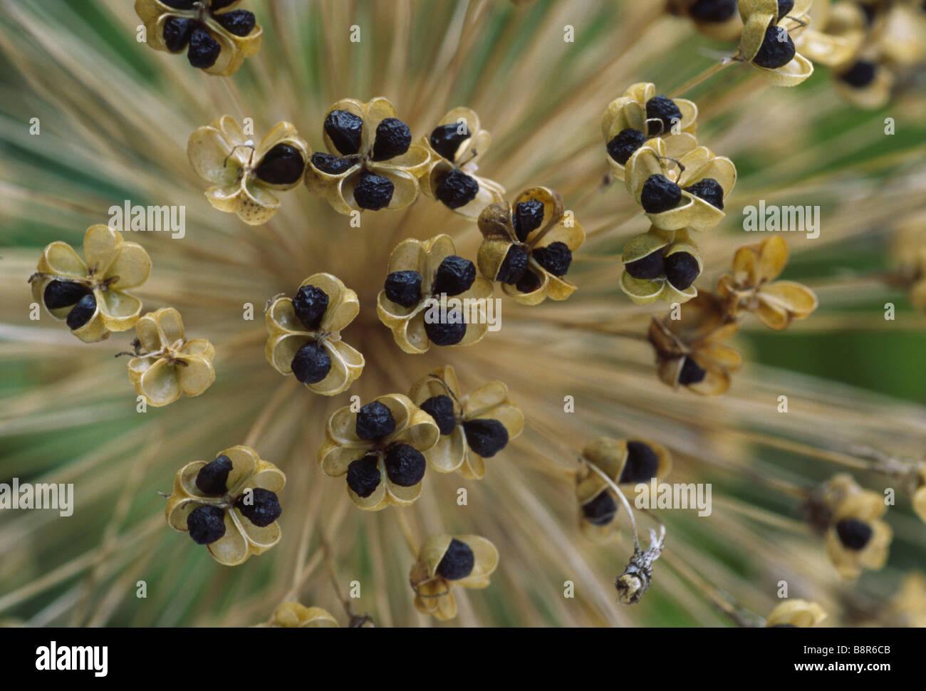 Allium hollandicum seedheads hi-res stock photography and images - Alamy