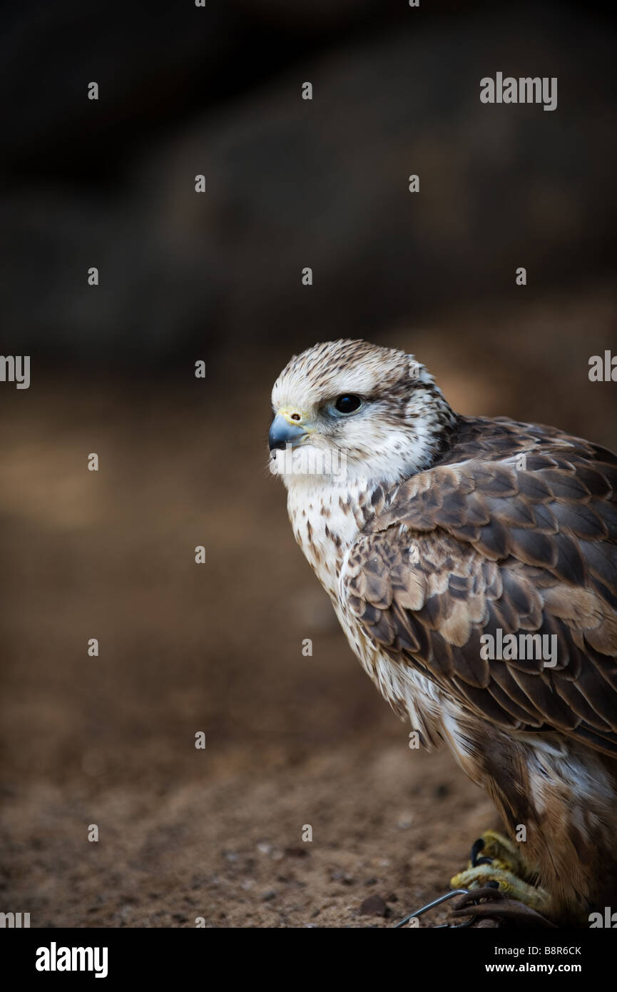 Buzzard beak hi-res stock photography and images - Alamy