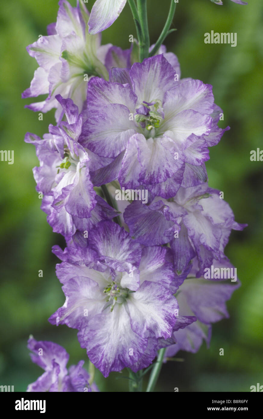 Consolida ajacis 'Sydney Blue Picotee' (Larkspur Stock Photo - Alamy
