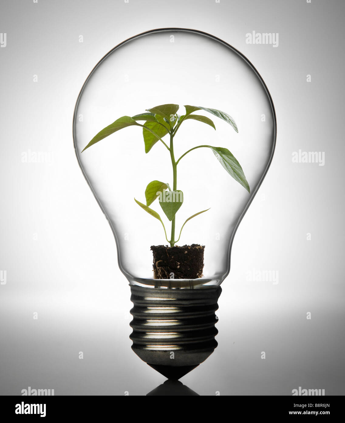 Plant inside bulb Stock Photo - Alamy