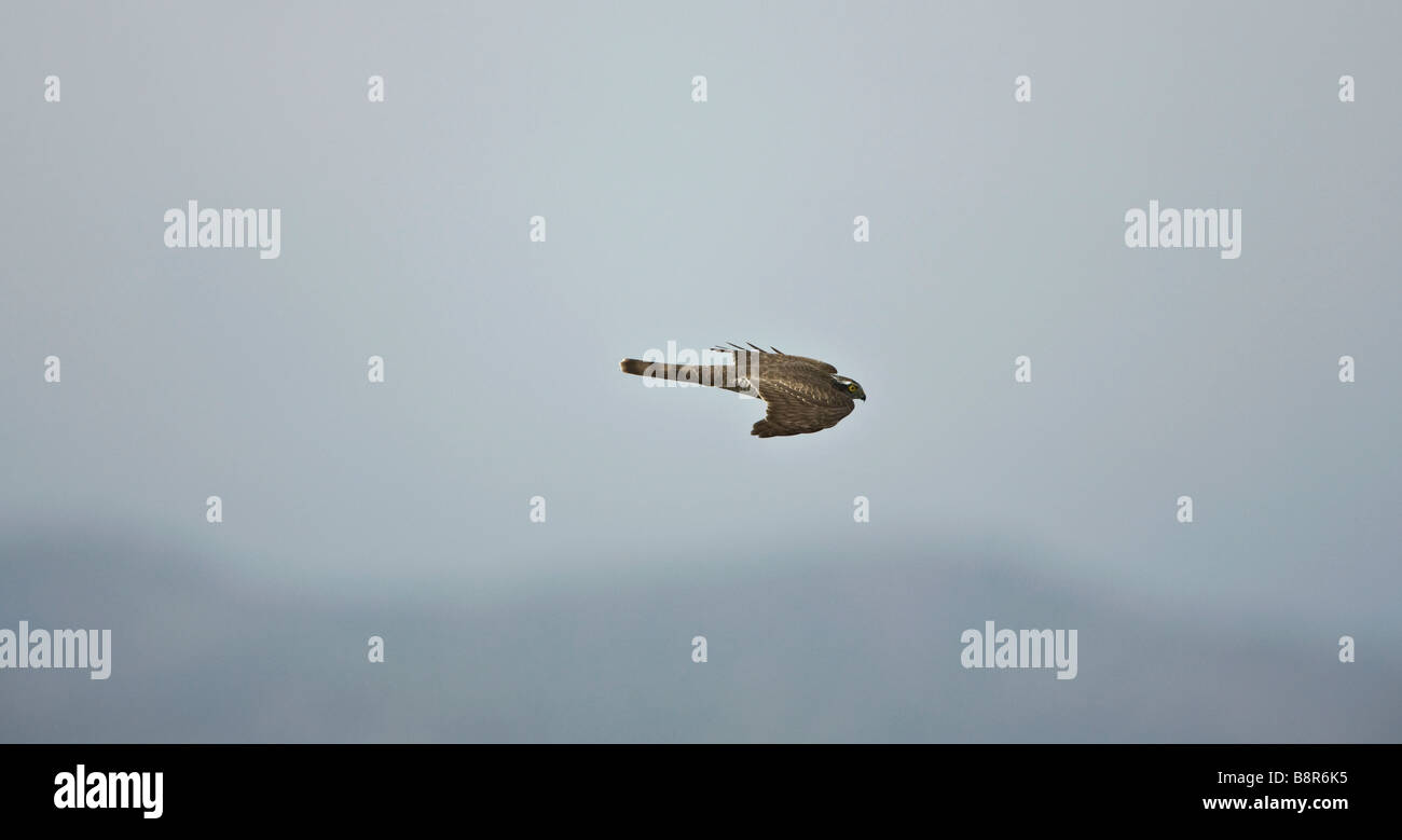 Sparrowhawk in flight hunting Stock Photo - Alamy
