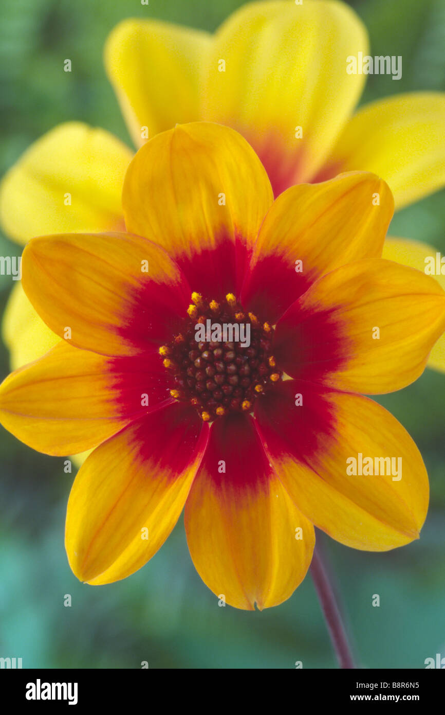 Dahlia moonfire hi-res stock photography and images - Alamy