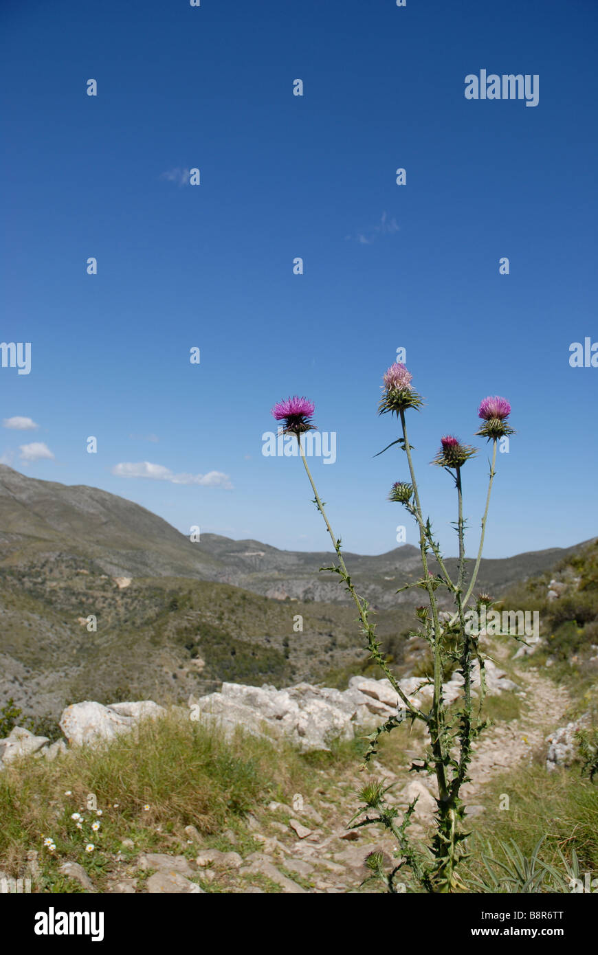 thistle by Mozarabic trail to Barranc de Infern, Vall de Laguart ...