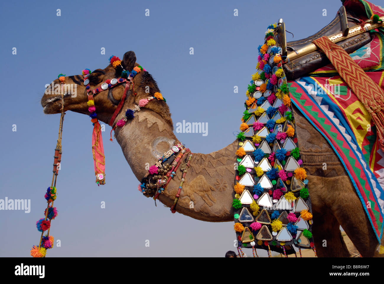 Decorated camel at the Bikaner Camel Festival, Rajasthan, India Stock ...