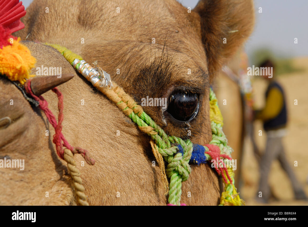 Camels decorated traditional costume hi-res stock photography and ...