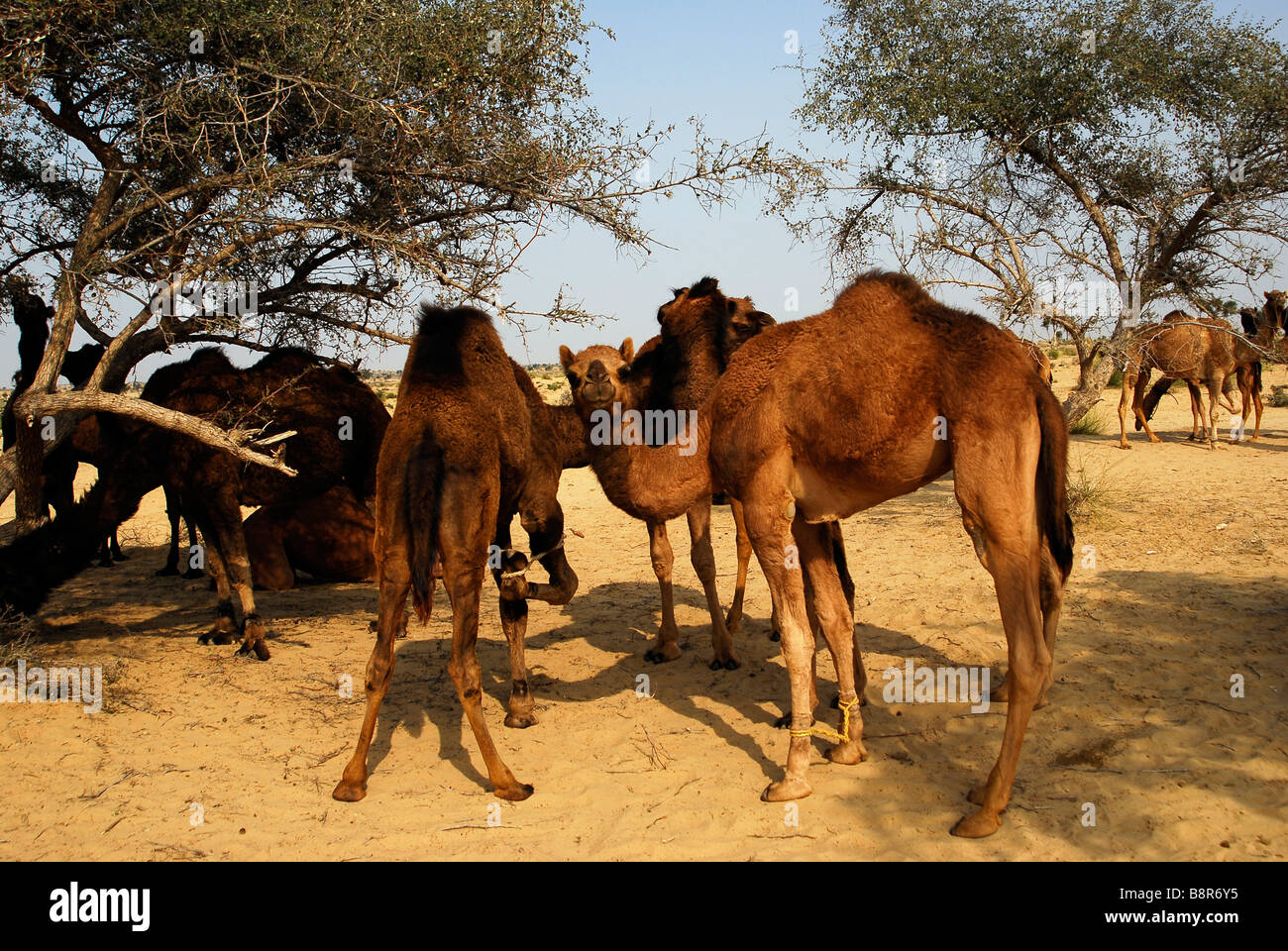 Camel under tree hi-res stock photography and images - Alamy