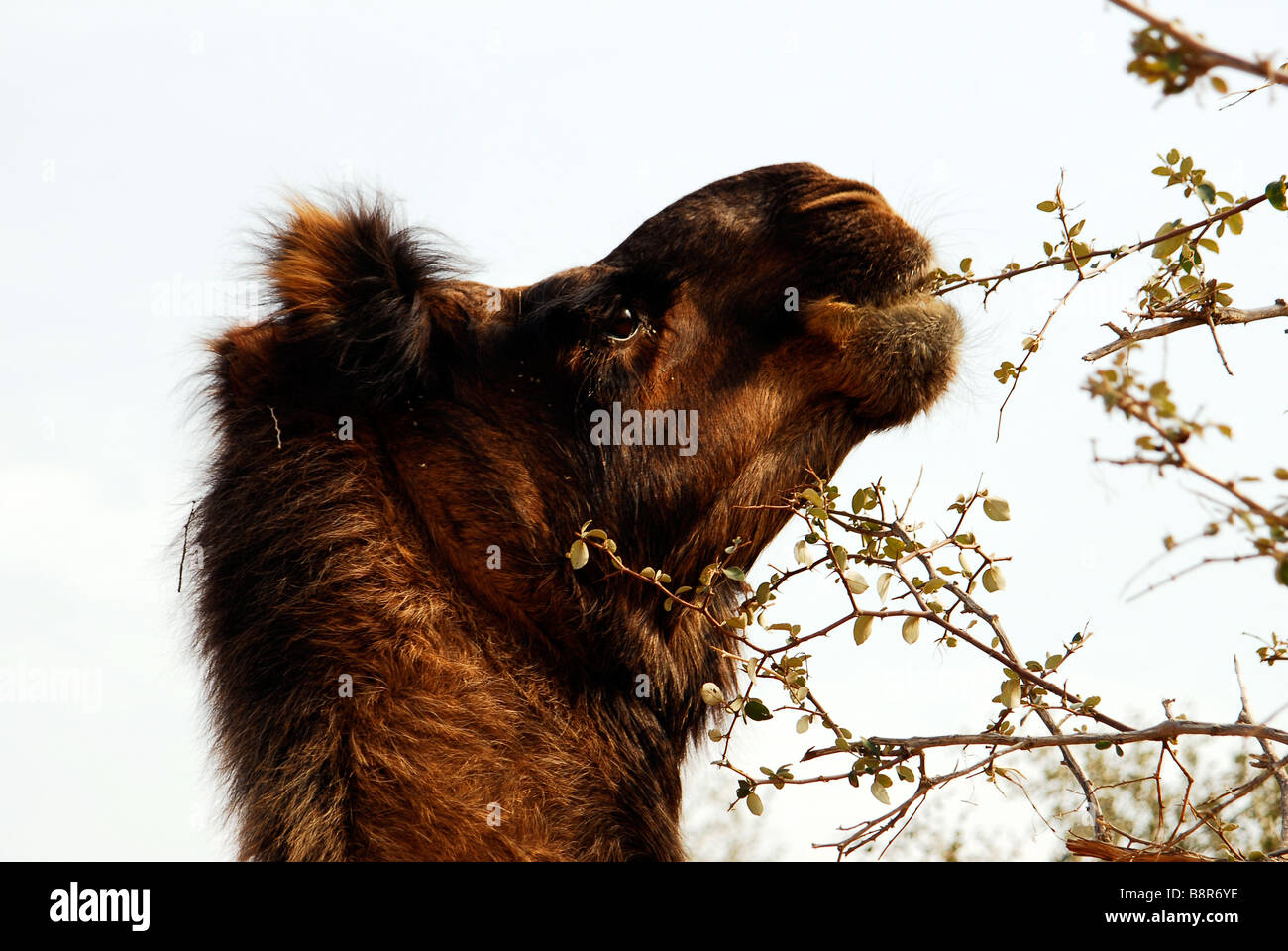 Camel eating from a tree at the Bikaner Camel Festival, Rajasthan ...