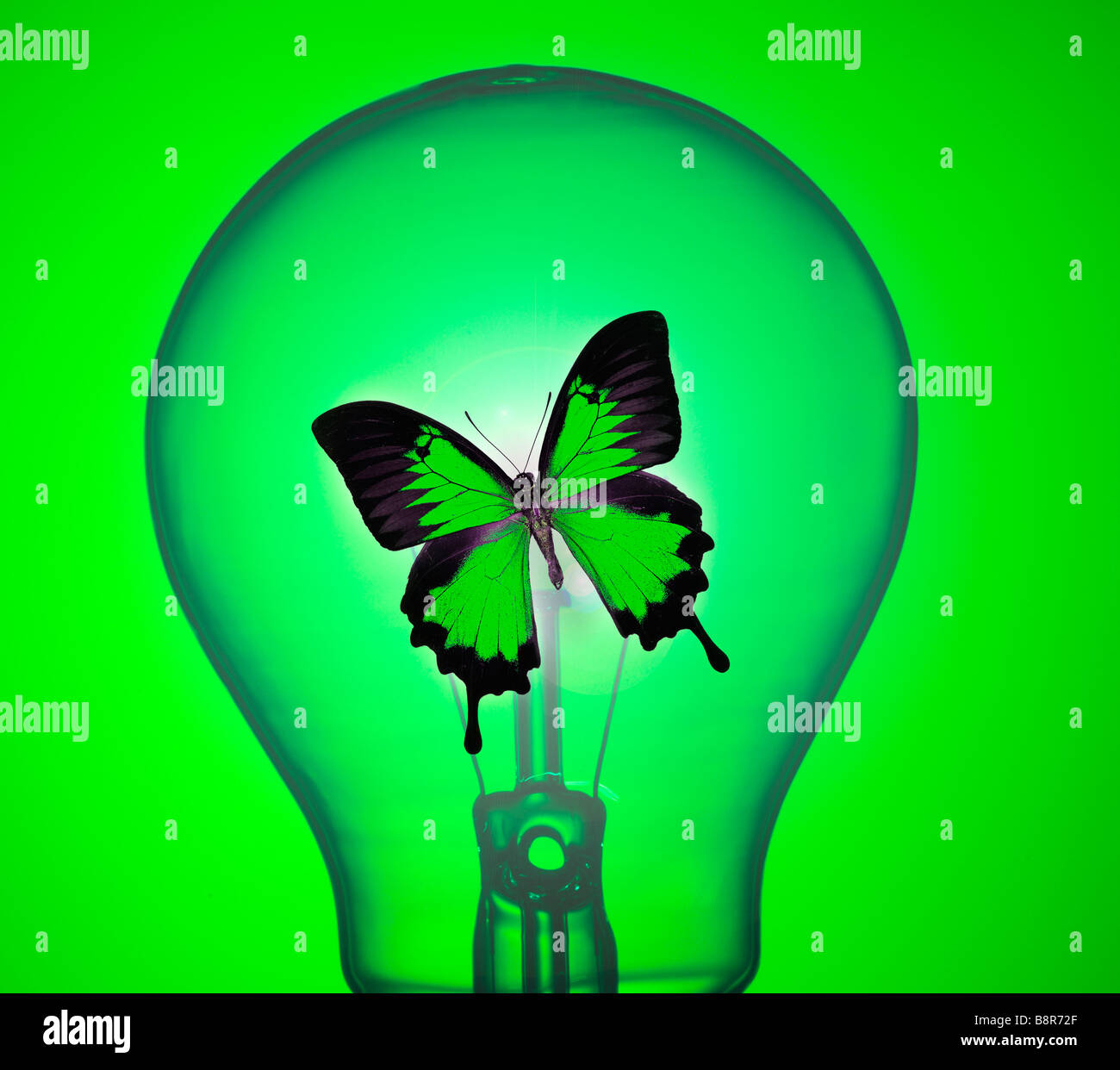 Monarch Butterfly in light bulb Stock Photo - Alamy