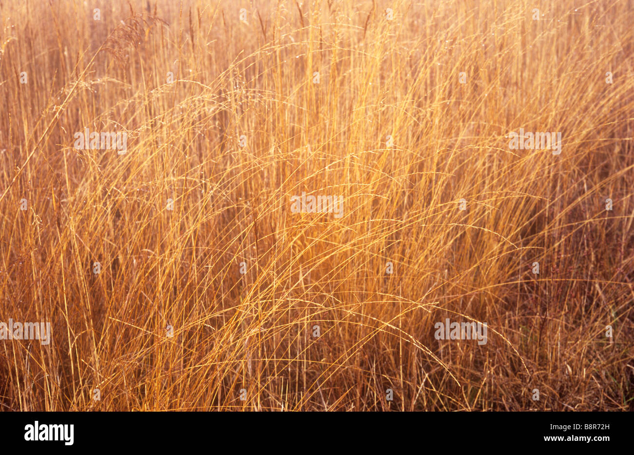 Close up of golden dried stems of Tussock grass in front of dry gold ...