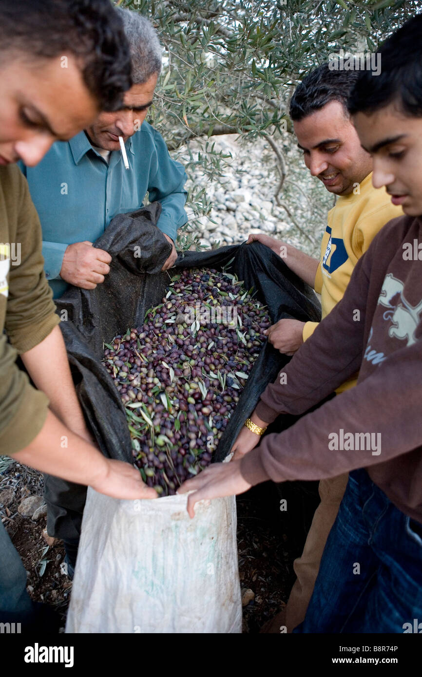 Nabil Hassan Shakh Abrahim 40, olive farmer, West Bank, Palestine Stock ...