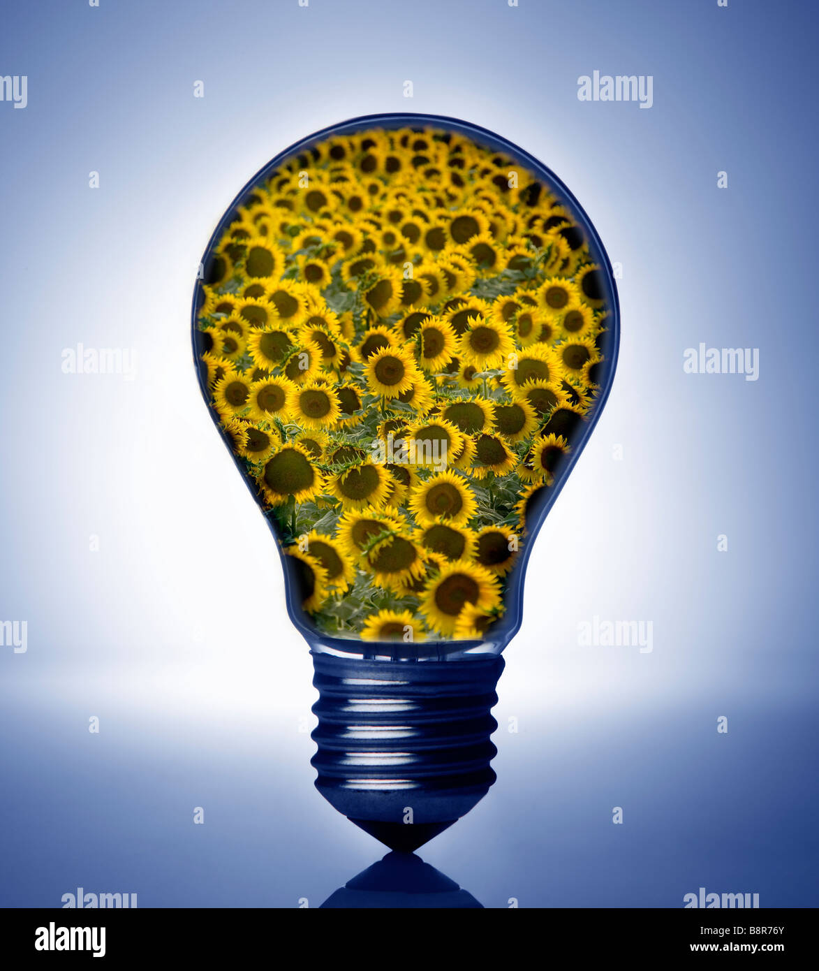 light bulb and sunflowers Stock Photo - Alamy