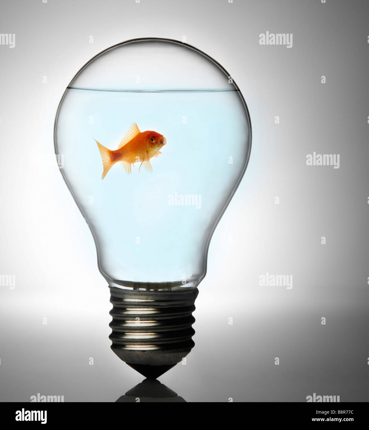 goldfish inside bulb Stock Photo - Alamy